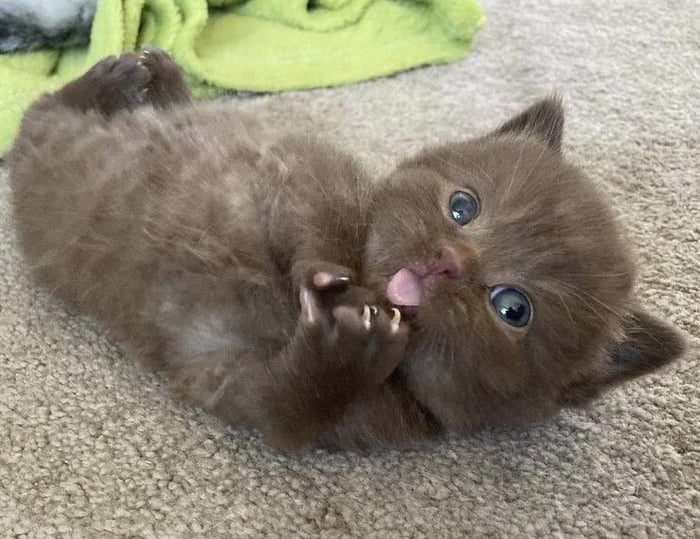 So smol, yet so cute! ♡︎ - 9GAG