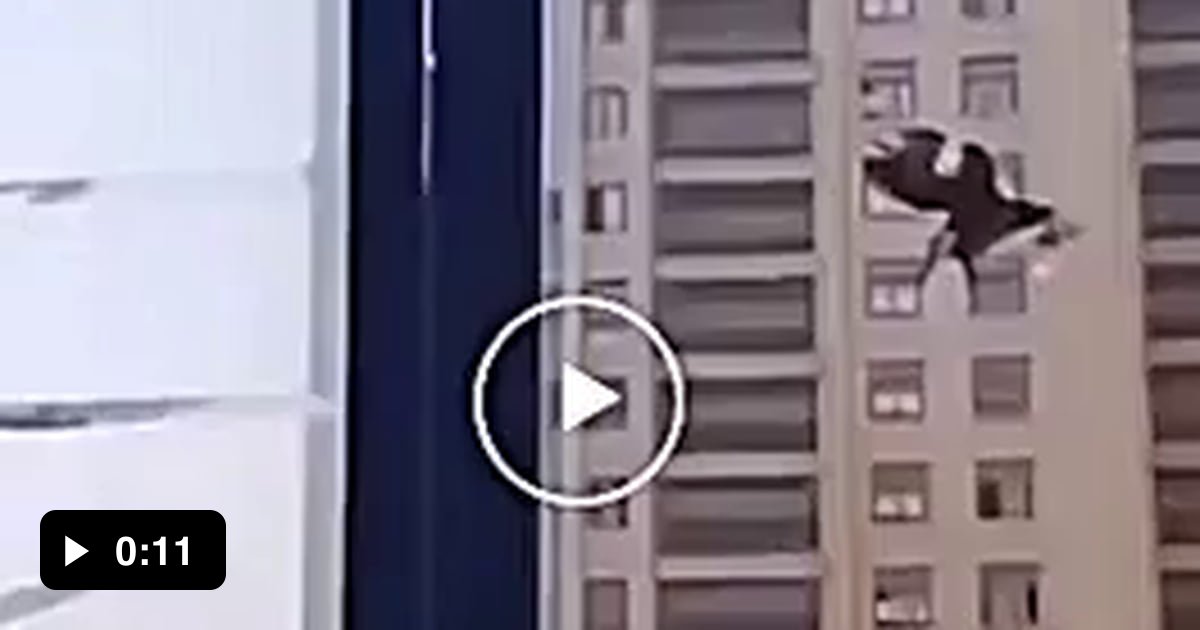 Thief bird bringing home the bacon! - 9GAG