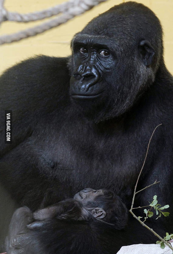 Ridiculously Photogenic Gorilla - 9GAG