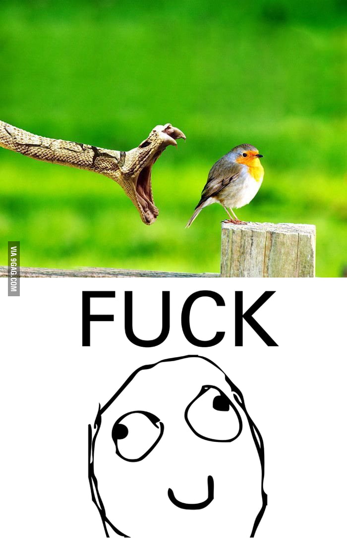 Goodbye bird - 9GAG