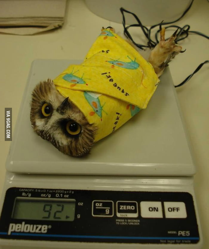 How to weigh an owl - 9GAG