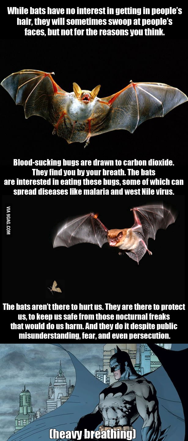 The truth about bats. - 9GAG