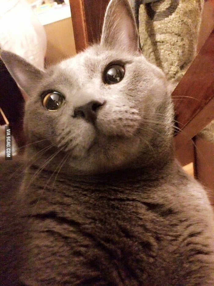 Awkward cat face - 9GAG