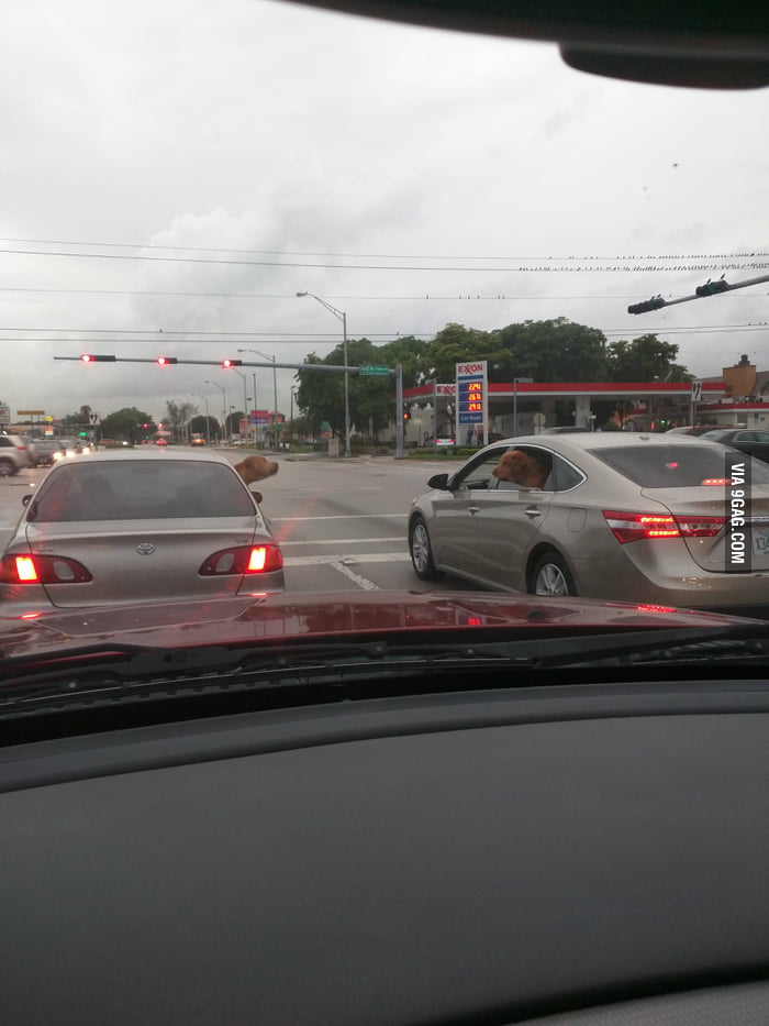 Road rage between dogs in Miami. - 9GAG