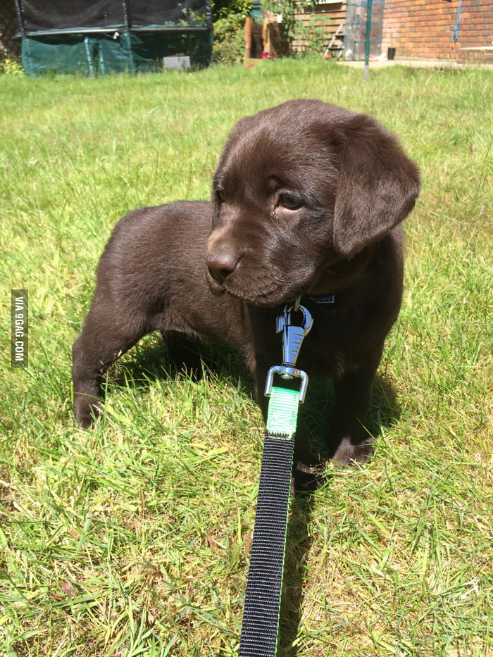 My New Girl 9gag