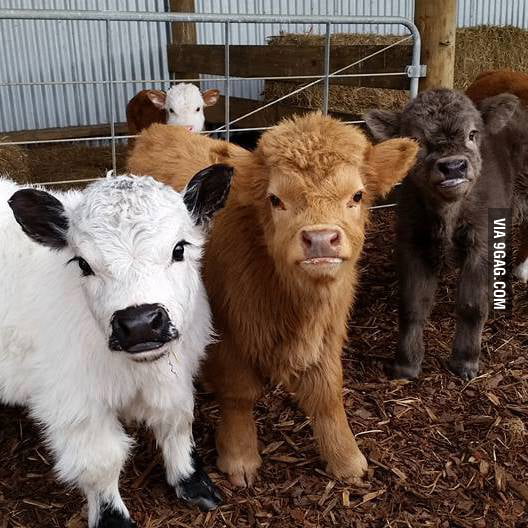 A selection of baby cows - 9GAG
