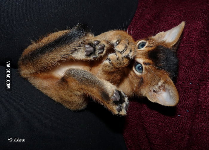 True evil never stops plotting... - 9GAG