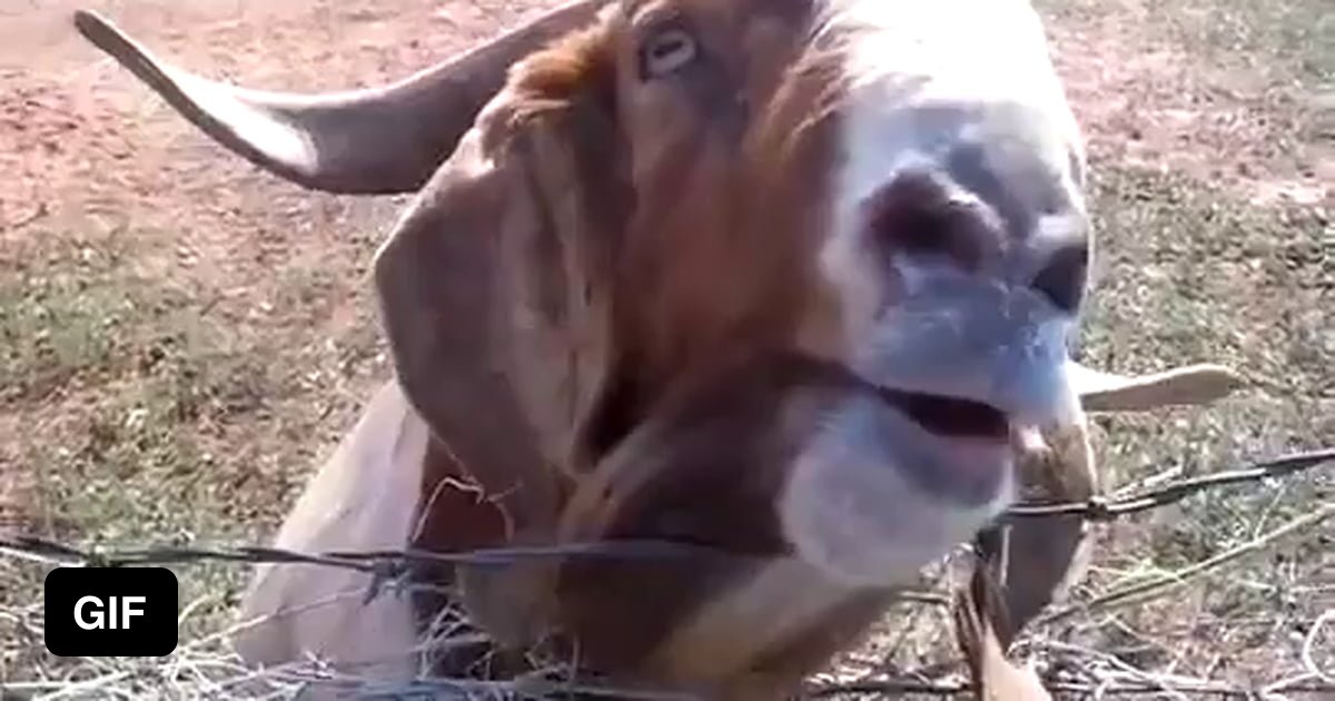 Goats are weird. - 9GAG