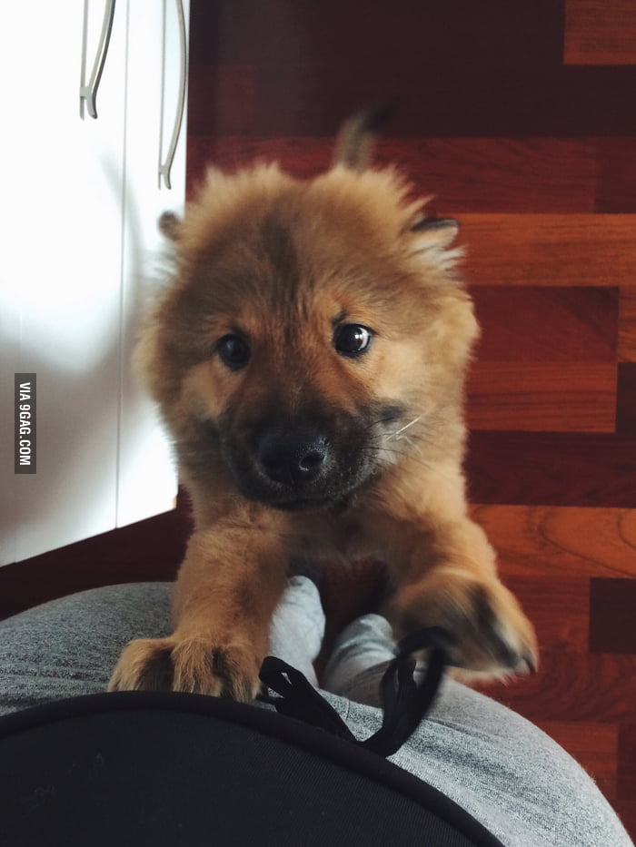 My kind of doge. Baron the chow chow. - 9GAG