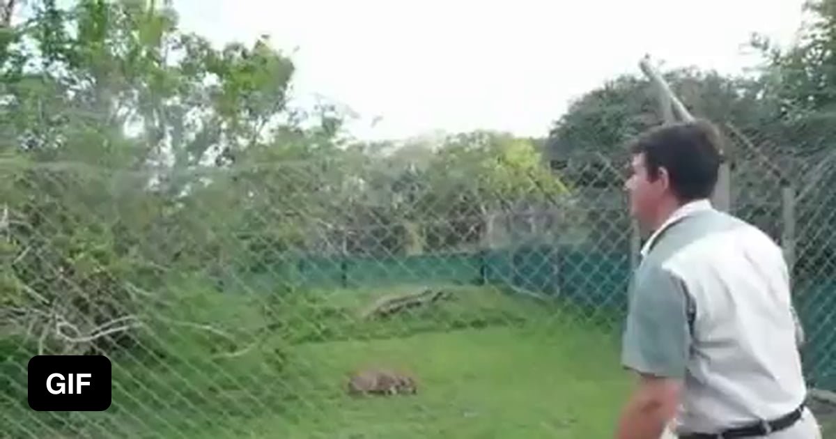 Crazy Caracal leap - 9GAG