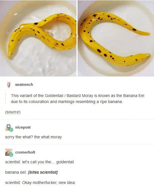 Banana eel - 9GAG