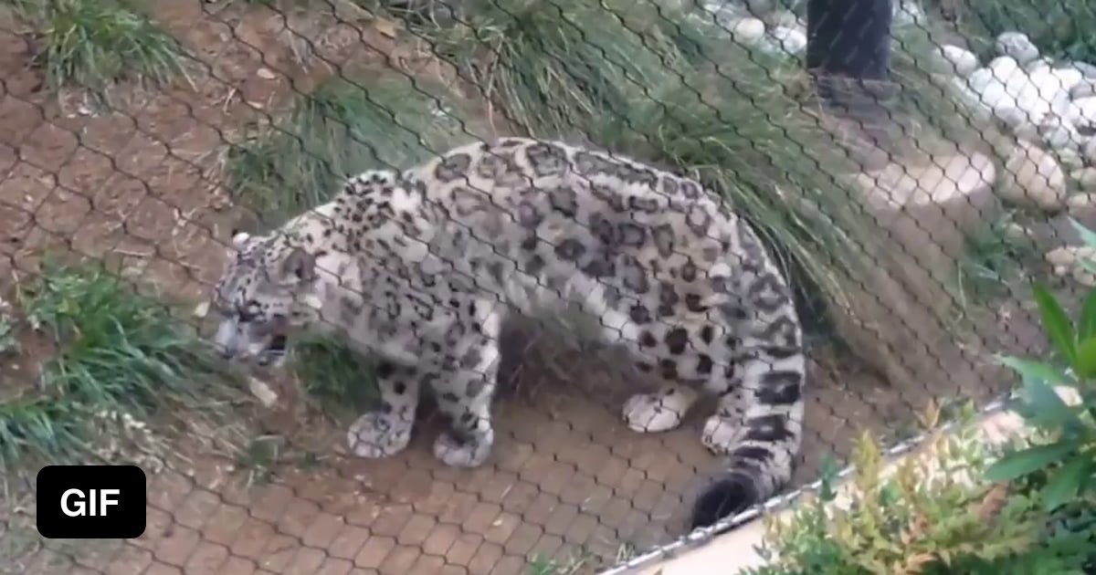 A snow leopard makes an attack! - 9GAG
