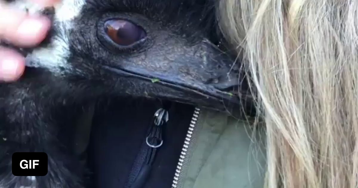 Cuddling a velociraptor - 9GAG