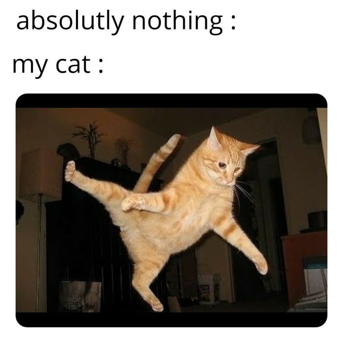 Damn crazy cat - 9GAG