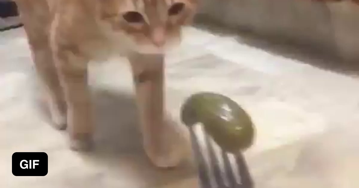 Cat hates pickle - 9GAG