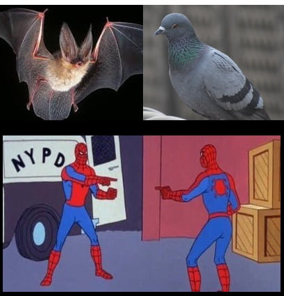 BAT MEET PIGEON - 9GAG