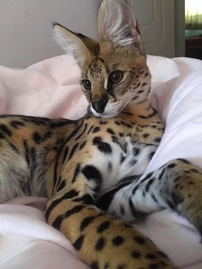 My neighbor's $15000 serval - 9GAG