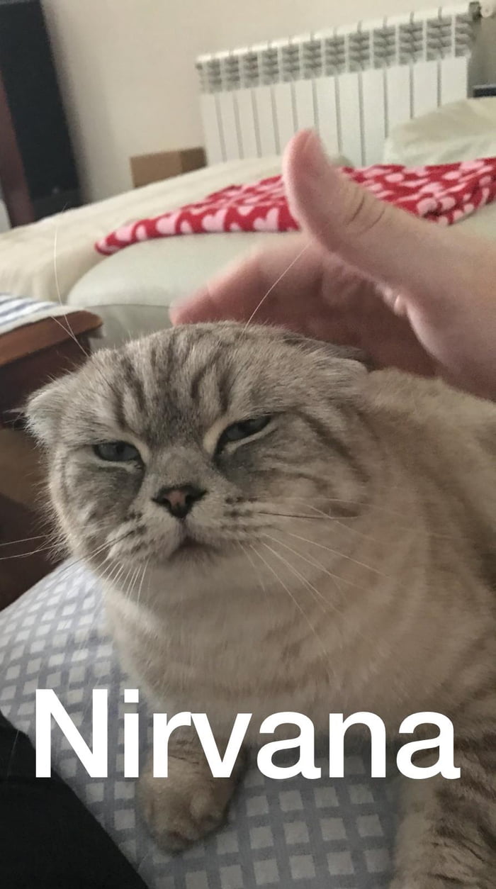 Nirvana cat - 9GAG