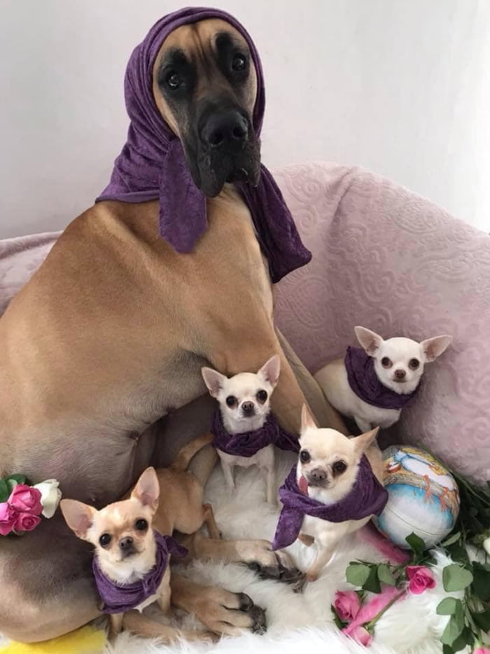 The cover of the new album by Big Boofer and the Pupper Quartet - 9GAG