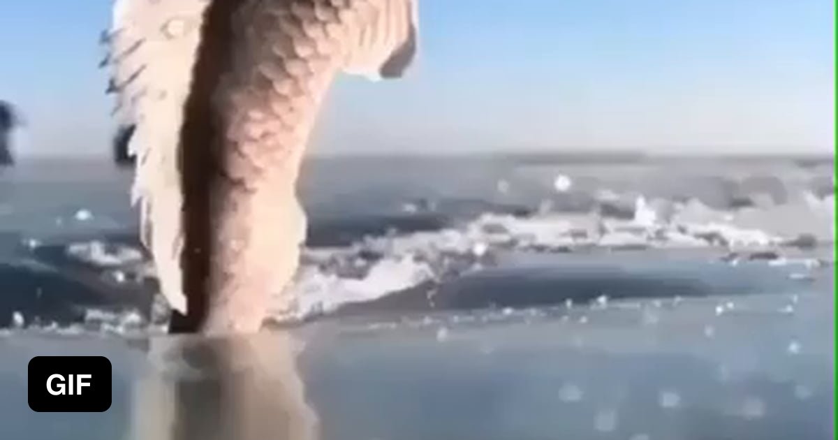Fish frozen mid jump - 9GAG