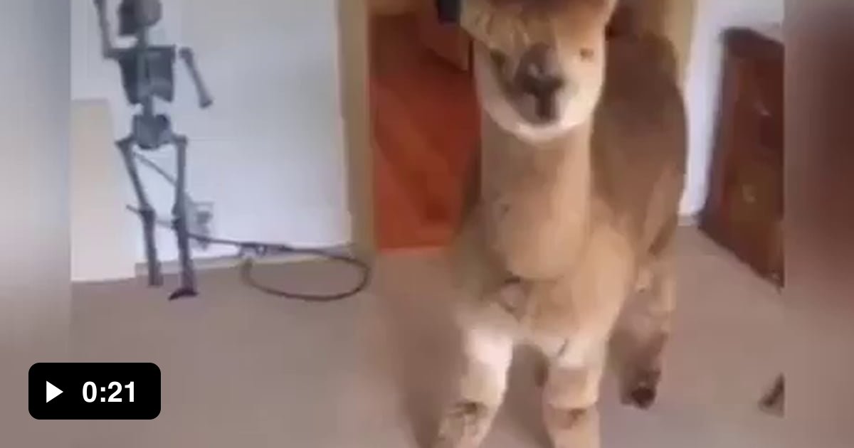 Fluffy predator - 9GAG