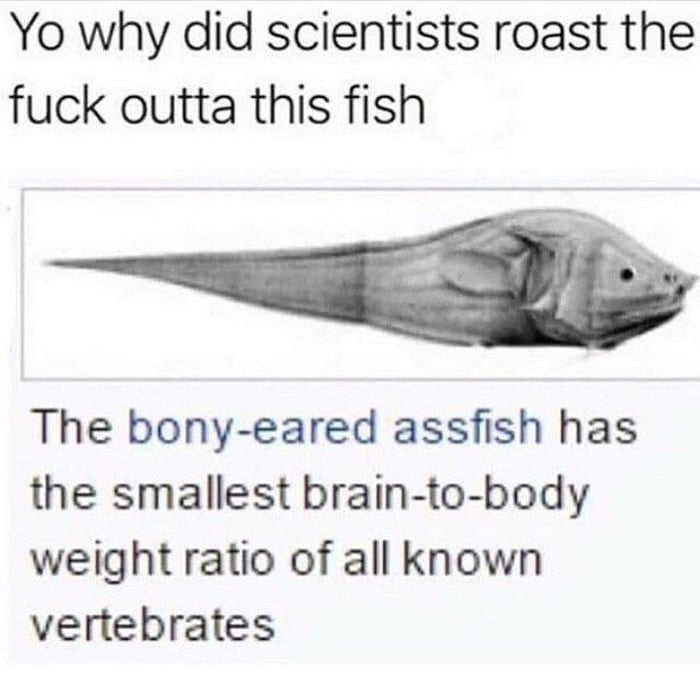 Scientists hate this fish - 9GAG