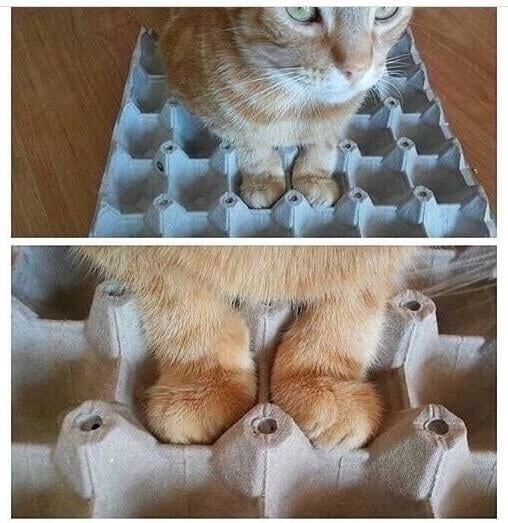 The way this cats paws fit - 9GAG