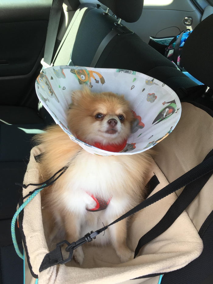 Smol boi is confuzzeld by cone of SHAME - 9GAG