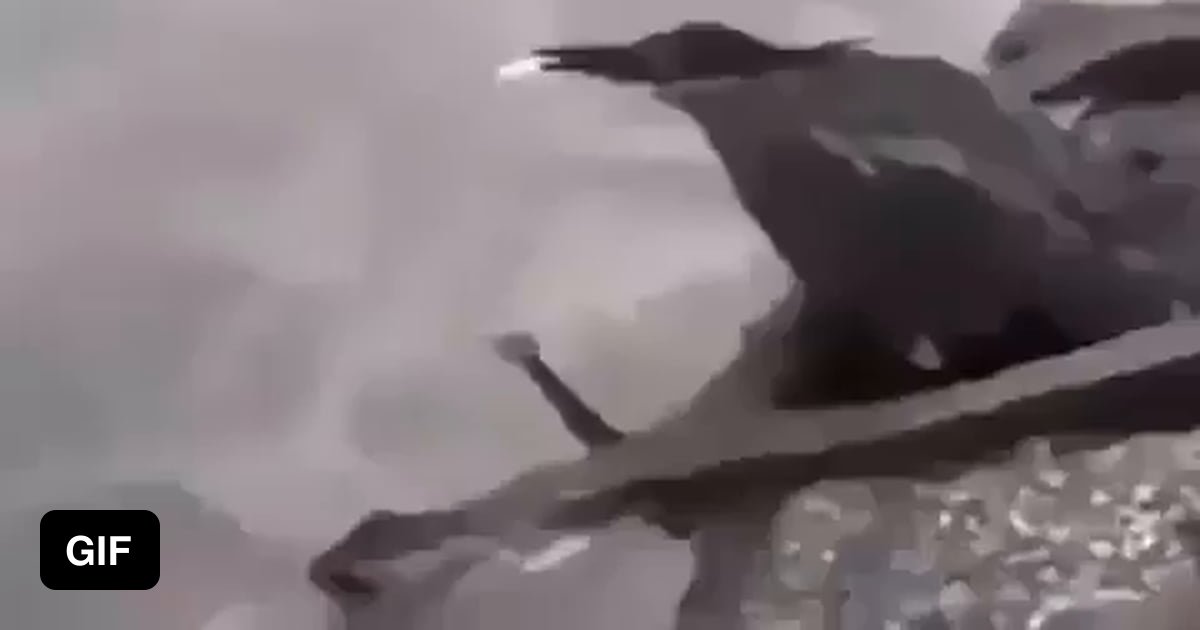 This bird is using bait. - 9GAG