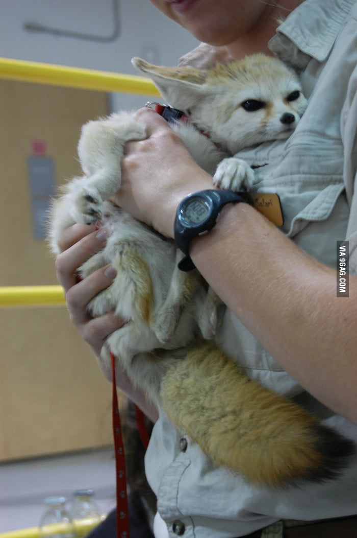 Fennec Fox is adorably pissed. - 9GAG