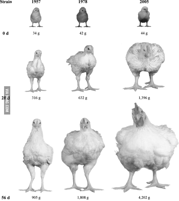 Chicken evolution 1957-2005 - 9GAG