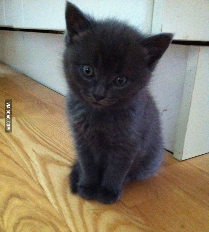 My new kitty cat - 9GAG