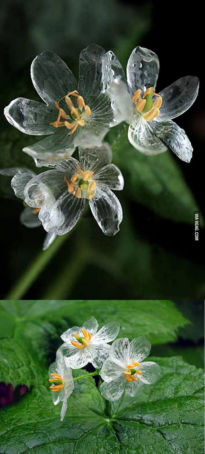 The Skeleton Flower's petals turn transparent in the rain - 9GAG