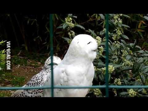 Definitely stoned owl - 9GAG