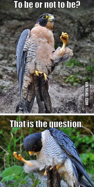 Hamlet Eagle - 9GAG