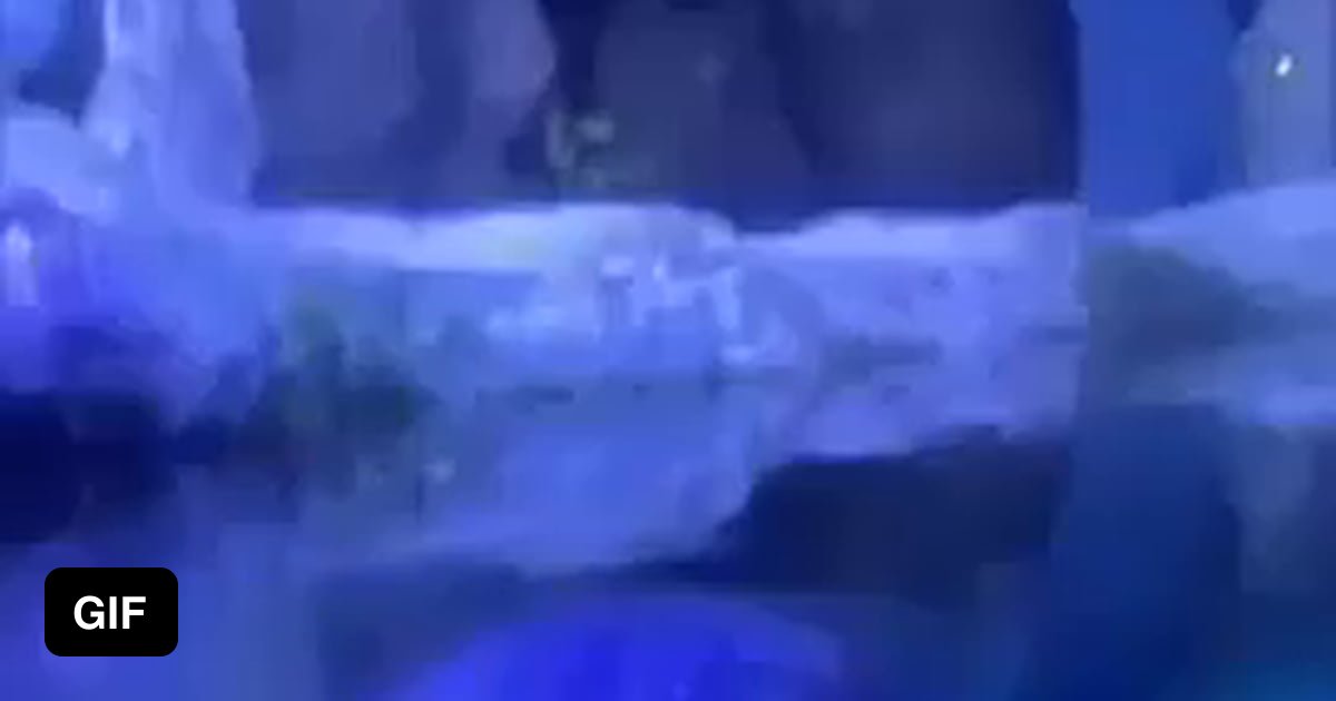 Seals look very derpy when falling asleep underwater - 9GAG