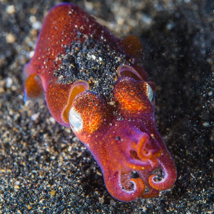 Amazing looking squid - 9GAG