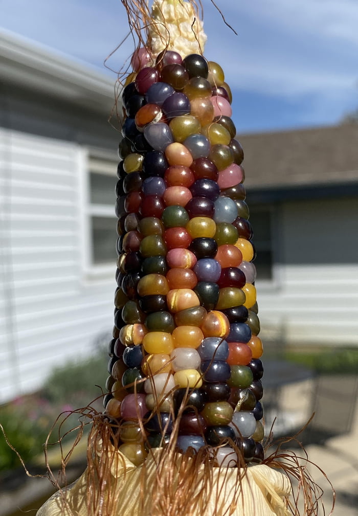 This person grew some amazing looking corn - 9GAG