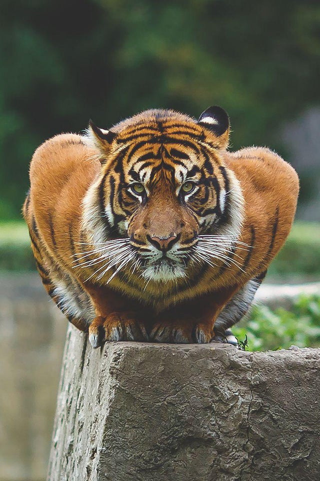 Crouching Tiger - 9GAG