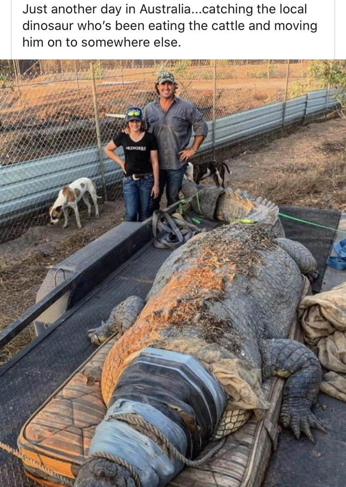 Monster Crock was relocated in Australia - 9GAG