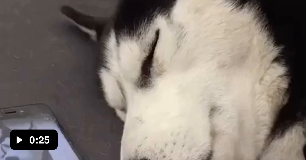 This howling Husky - 9GAG