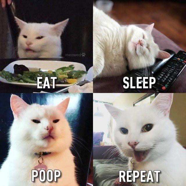 Cats (2020) - 9GAG