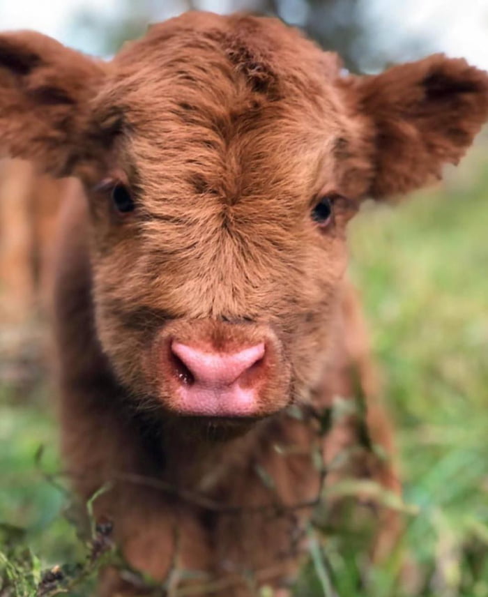 A lil' cute cow - 9GAG