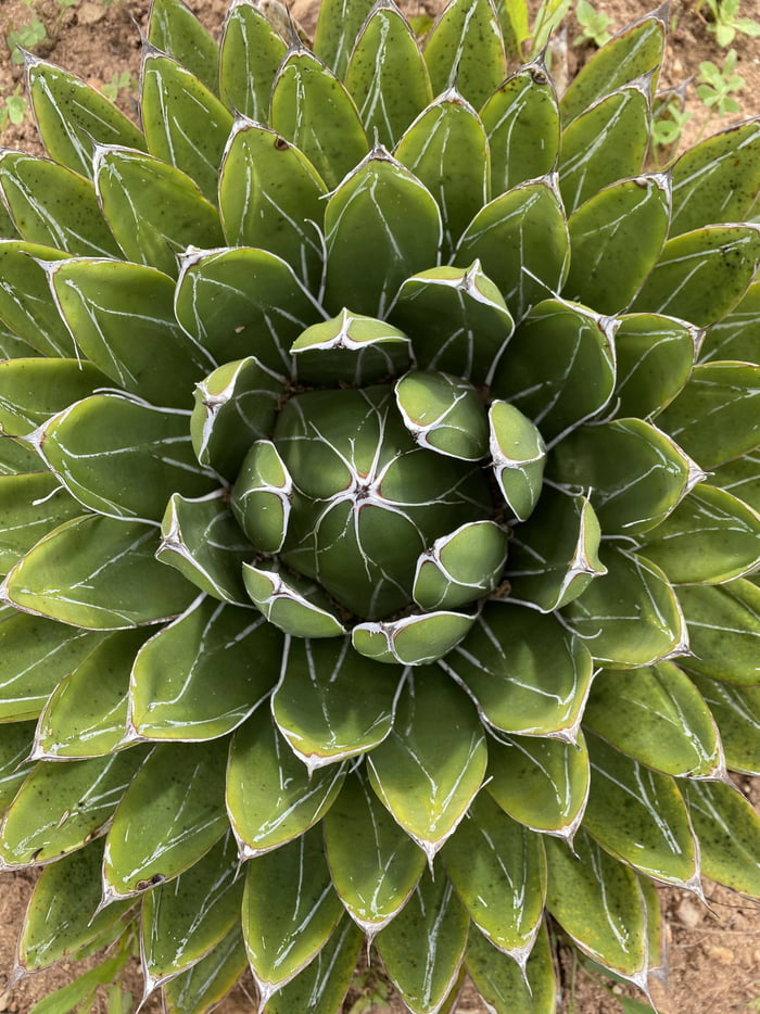 The symmetry of this cactus - 9GAG