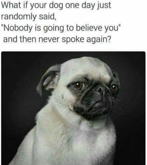 This dog legit looks like samuel l. jackson - 9GAG