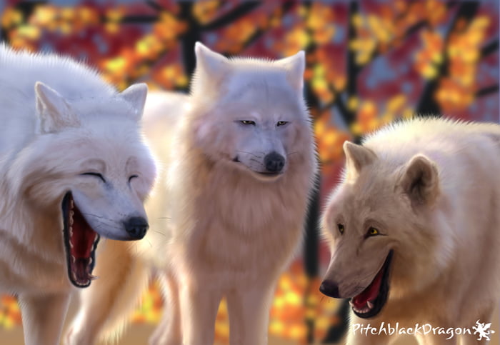 I Saw This Laughing Wolves Meme And I Love It So I Redrew It 9GAG