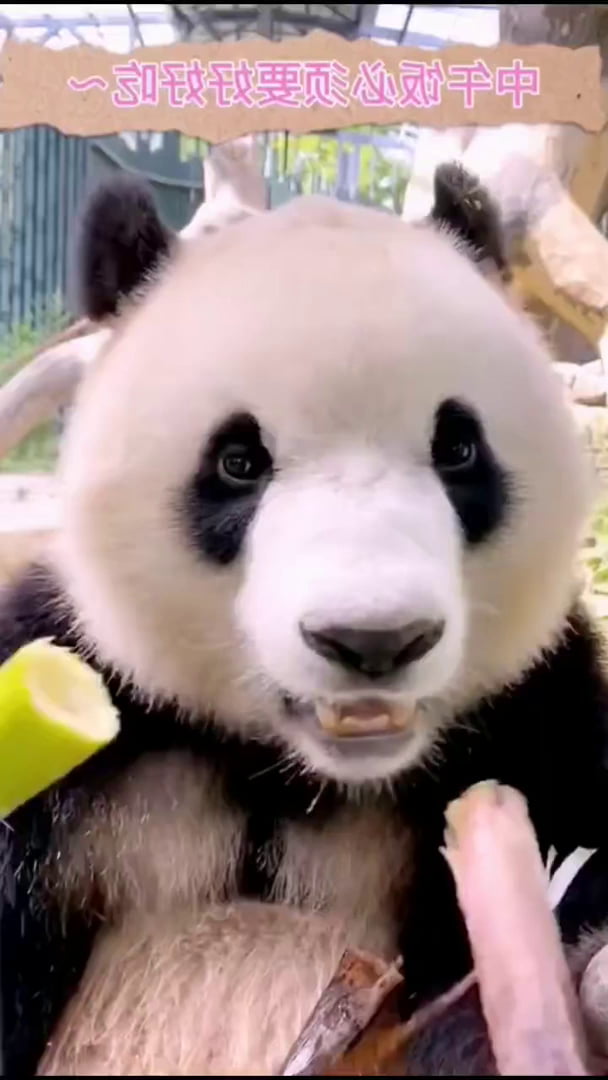 Panda taking a snack break - 9GAG