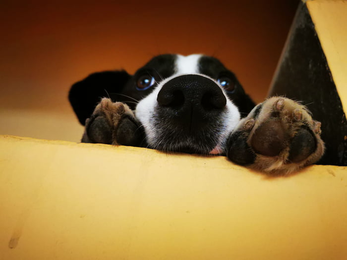 Doggo nose - 9GAG