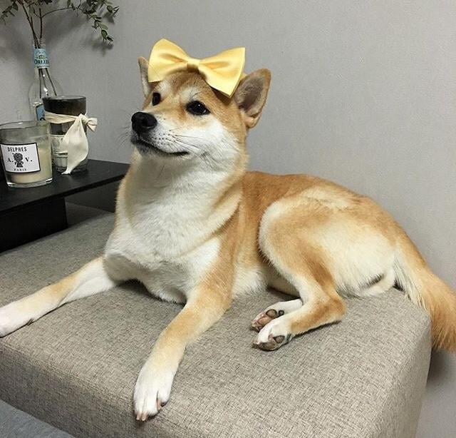 Stylish Shibe - 9GAG