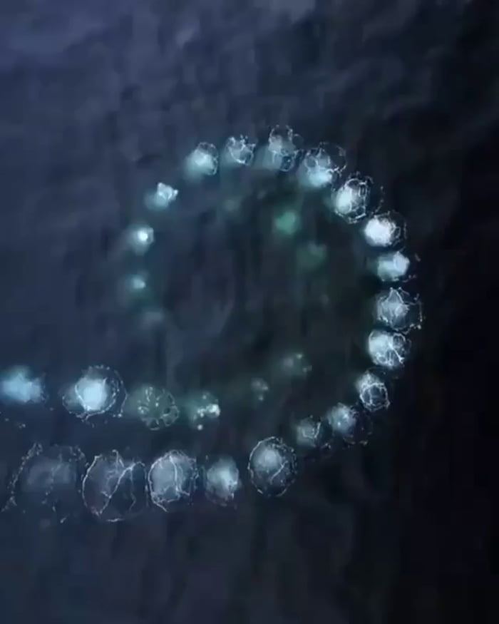 Whales enclosing a fish using a Fibonacci sequence of bubbles - 9GAG